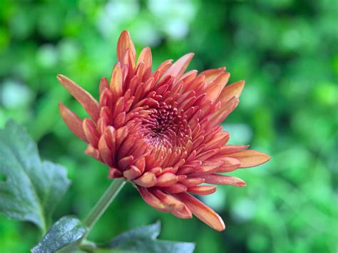 7000 무료 국화 And 자연 이미지 Pixabay