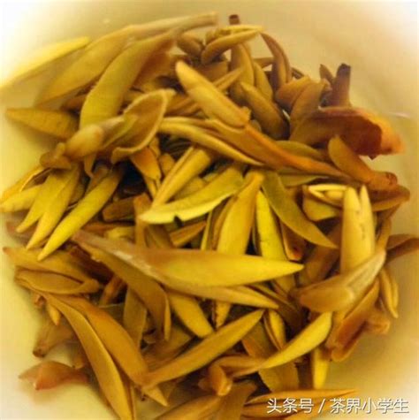 春茶來了喲—12張圖片帶你了解白毫銀針，福鼎白茶中唯一單芽採制 每日頭條