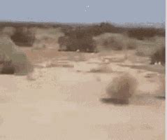 Tumbleweed Bola  Tumbleweed Bola De Discover And Share S