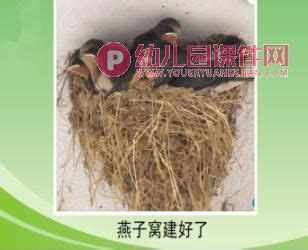 中班科学活动课件PPT会飞的建筑家PPT课件图片 幼儿园课件网