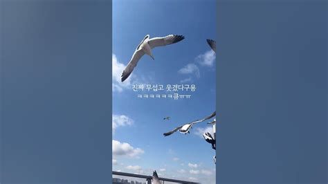 새우깡 하나에 우르르ㅡ 몰려드는 갈매기 Youtube
