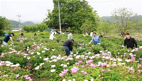 화순군의회 농촌 일손 돕기 구슬땀