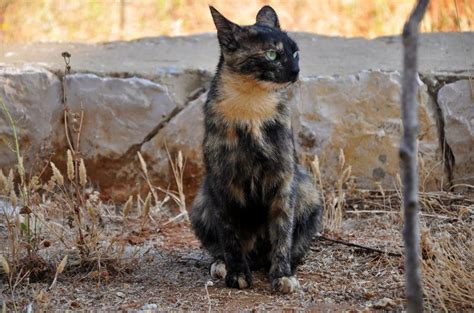 Robinwing Warrior Cats Into The Wild Wiki Fandom