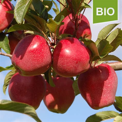 Gloster Apfel Aus Dem Alten Land