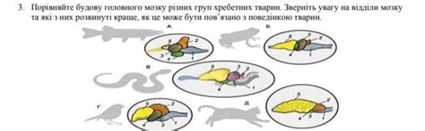Порівняйте будову головного мозку різних груп хребетних тварин Зверніть увагу на відділи мозку