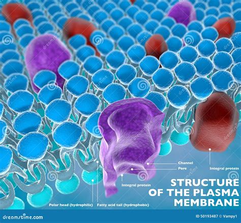 Structure Of The Plasma Membrane Stock Illustration Image