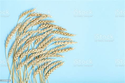 파란색 종이 배경에 잘 익은 밀 수확 시간 밀스파이크가 닫힙니다 자연 귀와 최소한의 평면 누워 가을에 대한 스톡 사진 및 기타 이미지 Istock