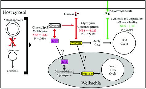 Differentially Regulated Metabolic Pathways In Atg1 RNAi Mutant Ovaries
