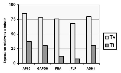 The Gene Expression Pattern Relative To α Tubulin Gene As A Download Scientific Diagram