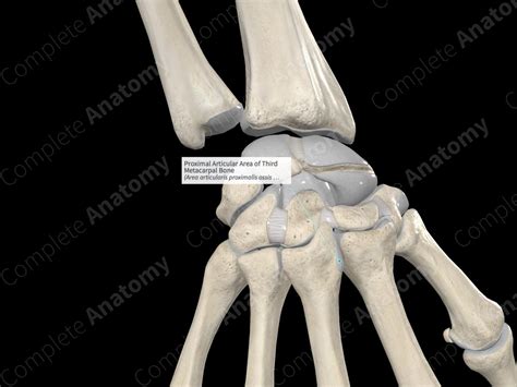 Proximal Articular Area Of Third Metacarpal Bone Complete Anatomy