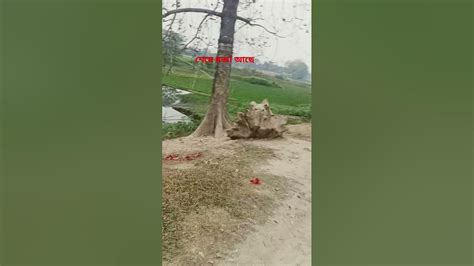 গ্রামীণ দৃশ্য Vlog Youtube