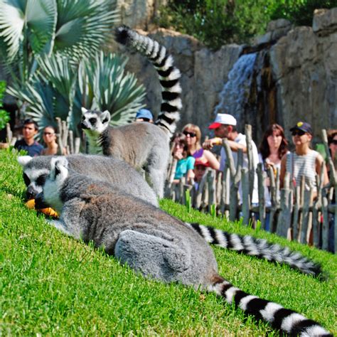 Animal Parks Amusement Logic