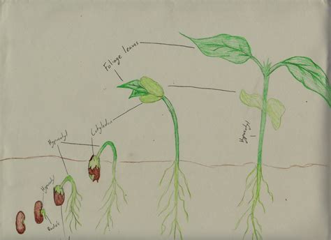 Lima Bean Pictures And Data Mello S Plant Family