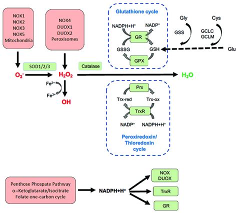 Cellular Redox Homeostasis The Main Sources Of Cellular Superoxide O Download Scientific