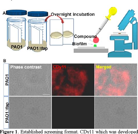Figure 1 From Detection Of Pathogenic Biofilms With Bacterial Amyloid Targeting Fluorescent