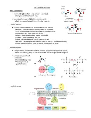 Lab Microscopy Notes For Lab Lab Microscopy Microscopy Today We Have Access To Many