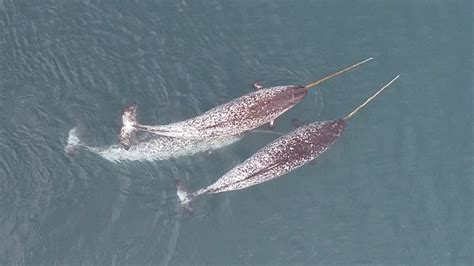 Why Scientists Are Tracking Whale Tails With Ai Popular Science