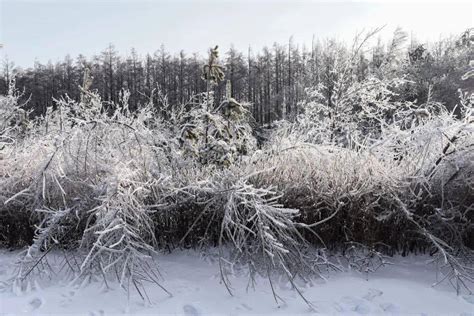 净月潭的雪景美成画卷 搜狐大视野 搜狐新闻