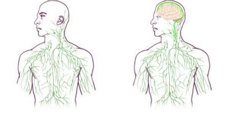 Is Your Lymph Affecting Your Mental Health John Douillards Lifespa