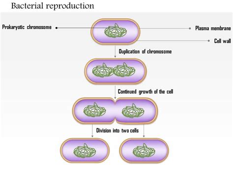 Prokaryotic Reproduction