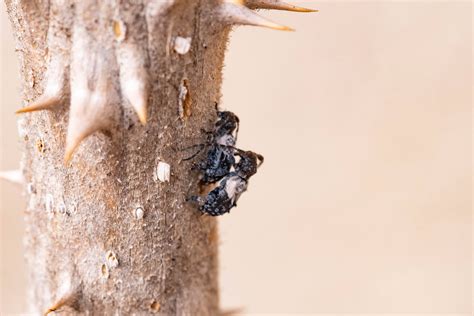 ネジロカミキリ ネジロカミキリ Pogonocherus Eupogonocherus seminiveus ギャラリー 虫林