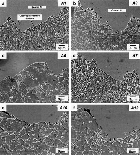 Sem Micrographs Of The Cross Sectional Area Beneath The Cleavage