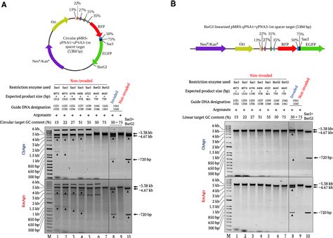 Figure 2 From Programmable Site Specific Dna Double Strand Breaks Via Pna Assisted Prokaryotic