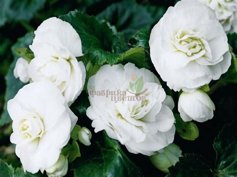 Бегония Крупноцветковая Primary White купить в Санкт-Петербурге