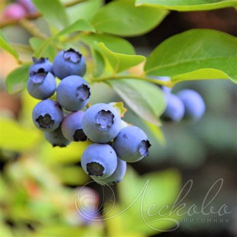 Голубика садовая (Vaccinium corymbosum `Northland`) - Голубика ...