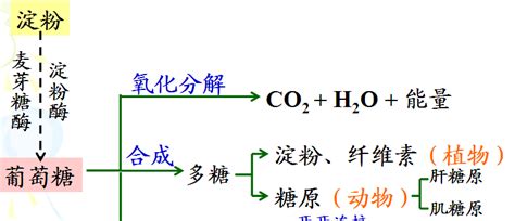淀粉分解过程全球百科