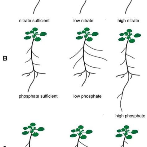 Schematic Presentation Of Root System Responses To Different Nutrient Download Scientific