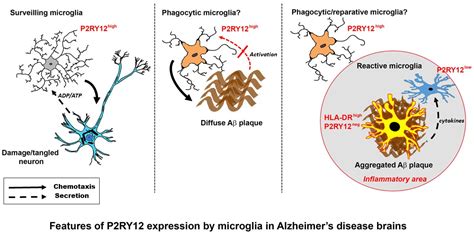 Ijms Free Full Text Patterns Of Expression Of Purinergic Receptor P2ry12 A Putative Marker