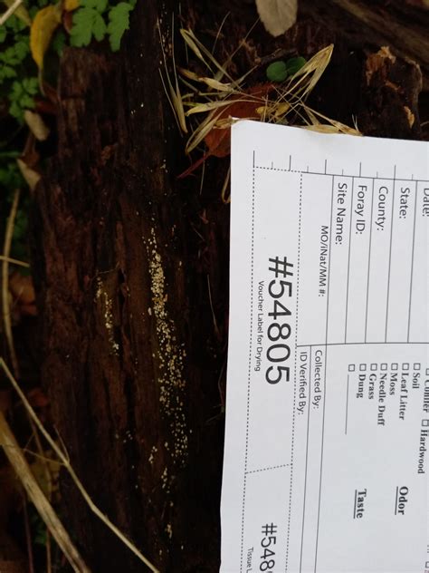 Trichoderma Hamatum Bonord Bainier