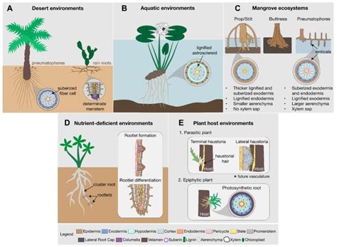 Plants Biology Michał Słota 12 Comments