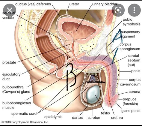 Ok Question Whats The Best Way To Get Length Results From The Male Hanger Should I Wrap And