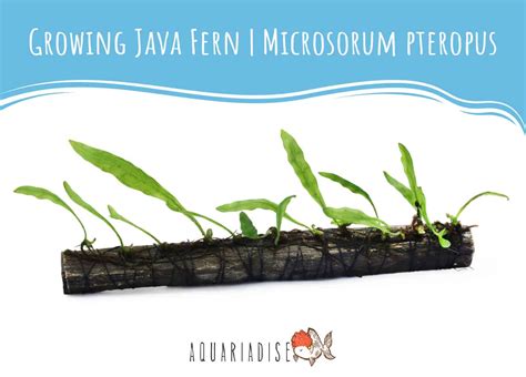 Growing Java Fern Microsorum Pteropus Aquariadise