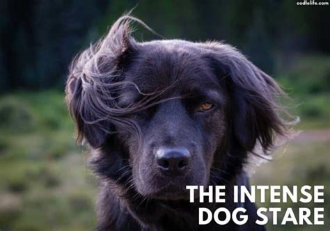 101 Most Badass Dog Names Intimidating Dog Names Oodle Life