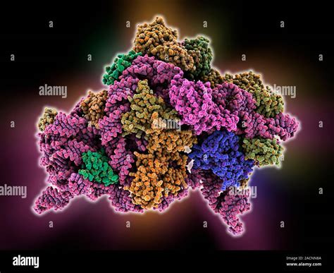 Bacterial Ribosome Molecular Model Of A 30s Small Ribosomal Sub Unit