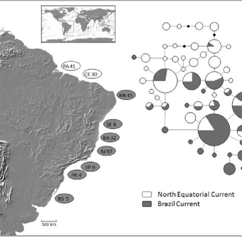 Statistical Parsimony Network Of Haplotypes With All Populations