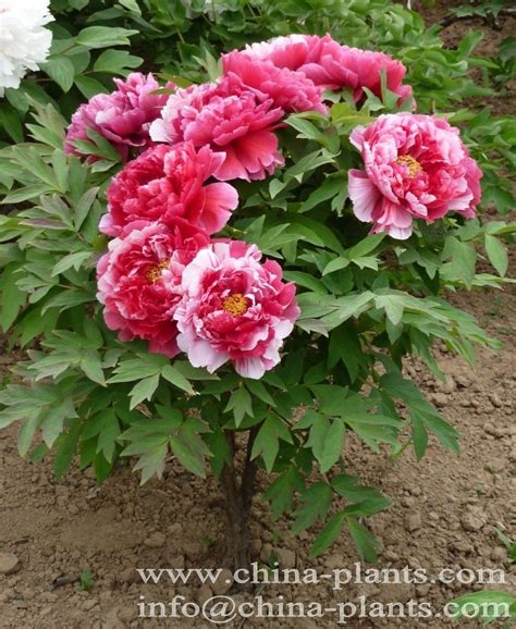 Japanese Tree Peony Varieties Hip Binnacle Photographic Exhibit