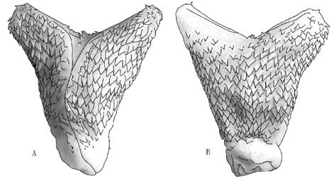 Detail Of The Hemipenis Of Micrurus Silviae Crupf 1488 Right Organ