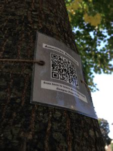 QR Code Sign On American Basswood Tree At St Thomas Campus