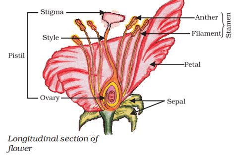 Class 10 Biology Notes How Do Organisms Reproduce CBSE Guidance