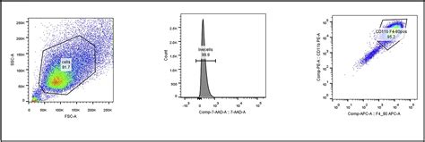 Preparation And Culture Of Bone Marrow Derived Macrophages 43 Off