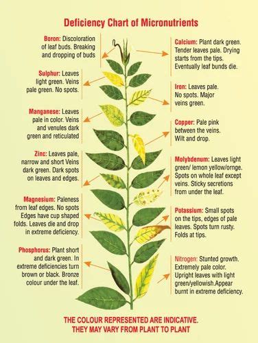 Spray Plant Growth Regulator Plant Growth Promoter At Best Price In