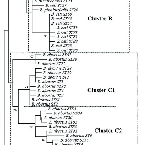 Dendrogram Based On The Mlst Genotyping Assay Showing Relationship Of 3 Download Scientific