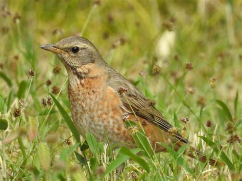 ハチジョウツグミ 2018 04 08 日本の野鳥識別図鑑