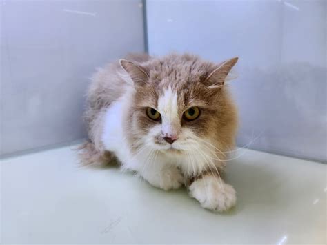 페르시안 절미 포메라니안종류 말티즈종류 말티푸종류 푸들종류 먼치킨종류 랙돌종류 브리티쉬숏헤어종류 스코티쉬폴드종류 러시안블루종류 소형견성격 중형견성격 대형견성격 비숑프리제성격