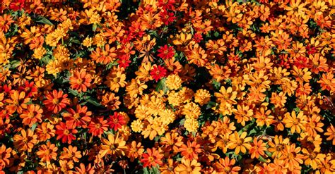 집 밖의 가을 경치 계절 계절 꽃 꼬마 요정 꽃 꽃 장식 꽃 패치 꽃밭 꽃잎 노란 꽃 녹색 단풍 들판 땅바닥 떨어지다 메리 골드 밝은 밝은