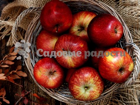 Баргузин • Садові Радості